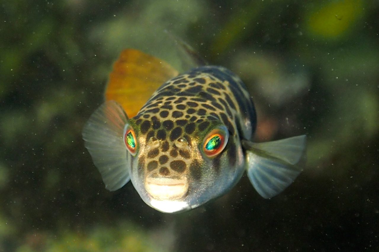 Fish – Smooth Toadfish – Barwon Bluff