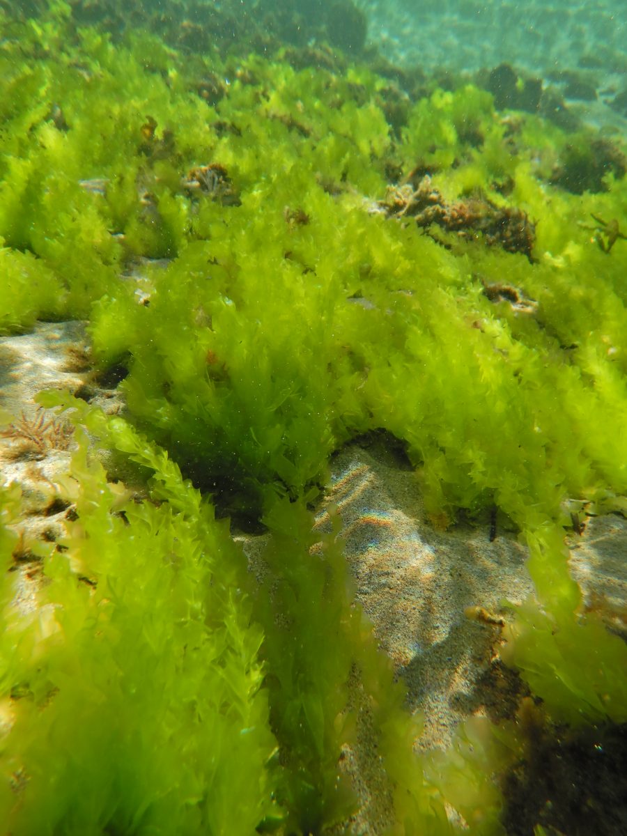 Algae – Sea Lettuce – Barwon Bluff