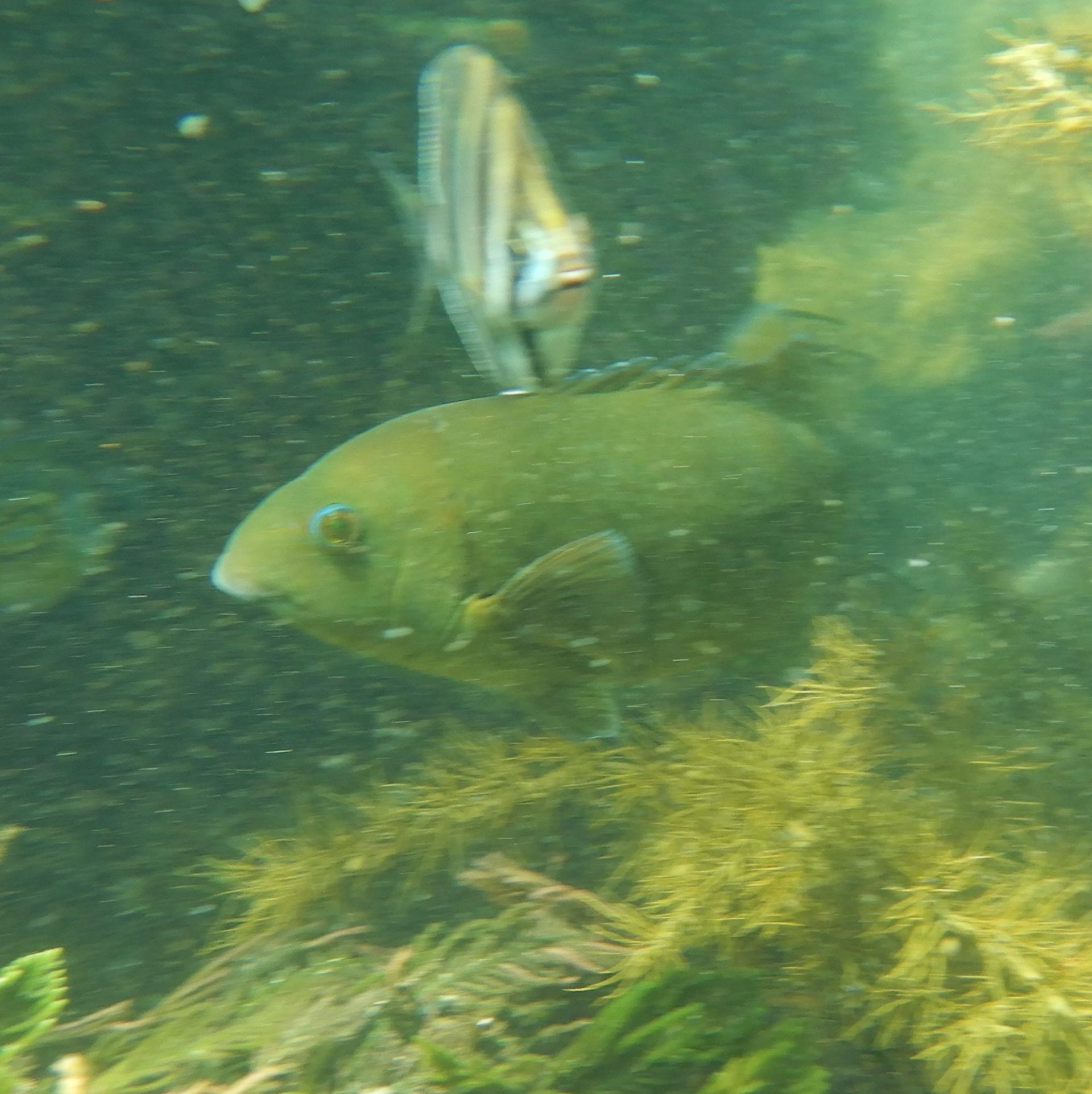 Marine Habitats – Barwon Bluff