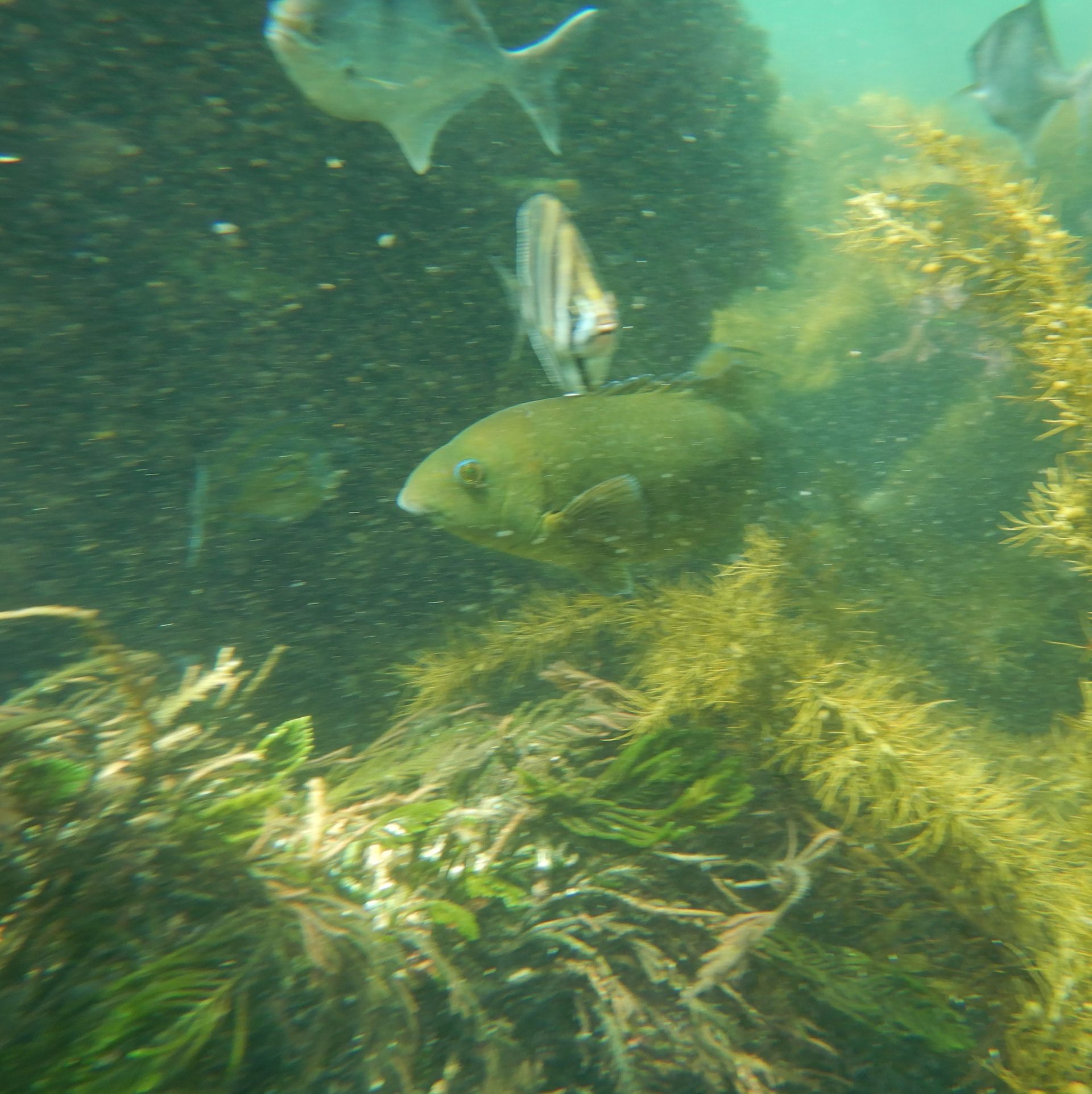 Fish – Western Blue Groper – Barwon Bluff