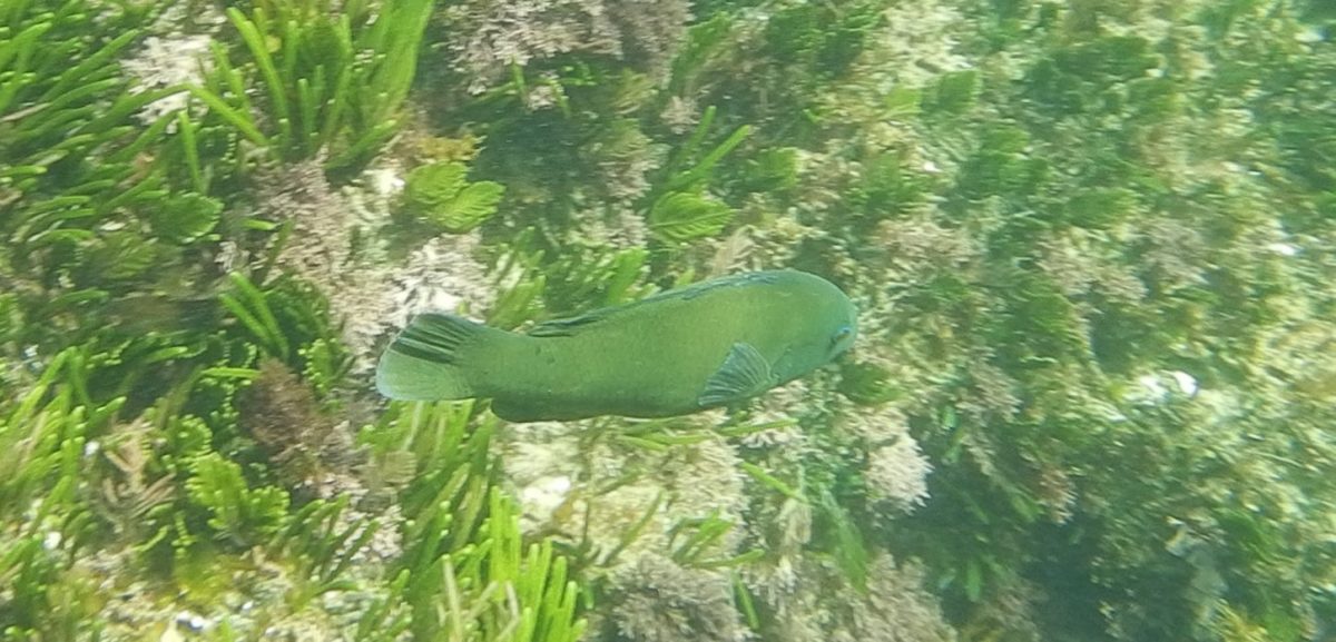 Fish – Western Blue Groper – Barwon Bluff