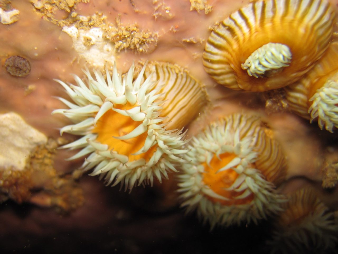 Sea – Barwon Bluff