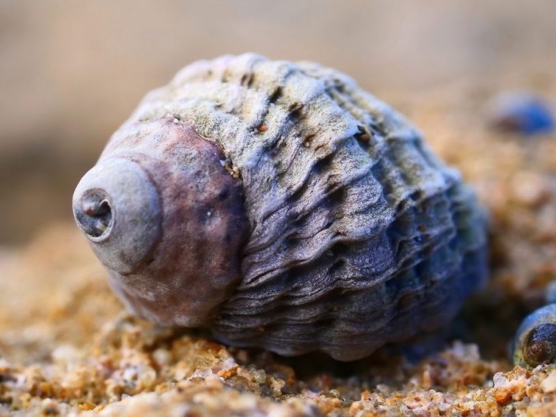 Molluscs – Wine-mouthed Lepsiella – Barwon Bluff