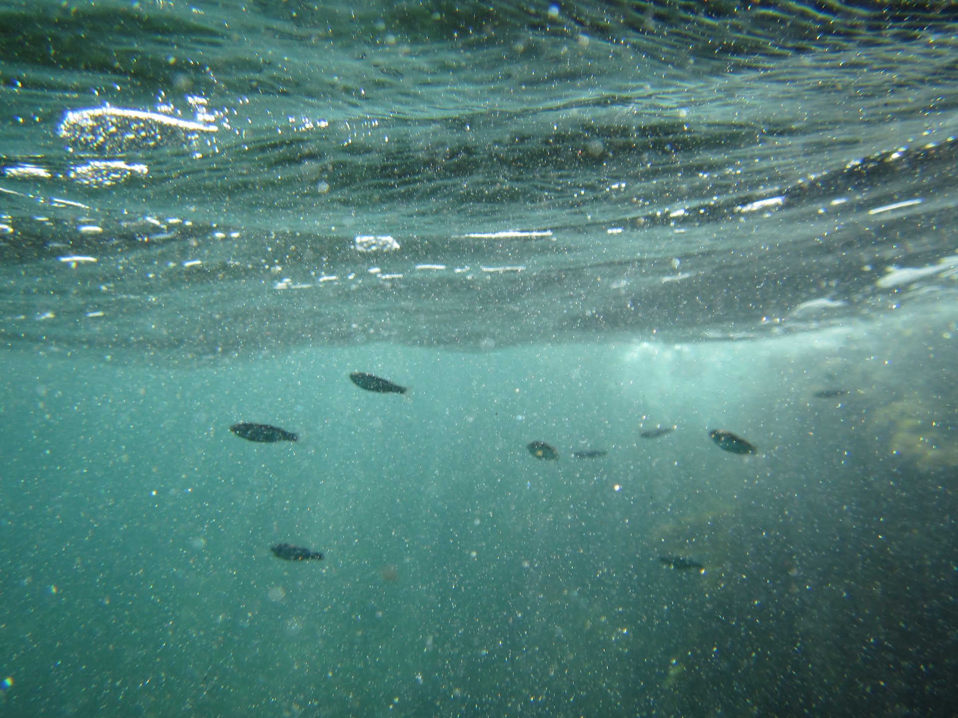 Fish – Yellow Eye Mullet – Barwon Bluff