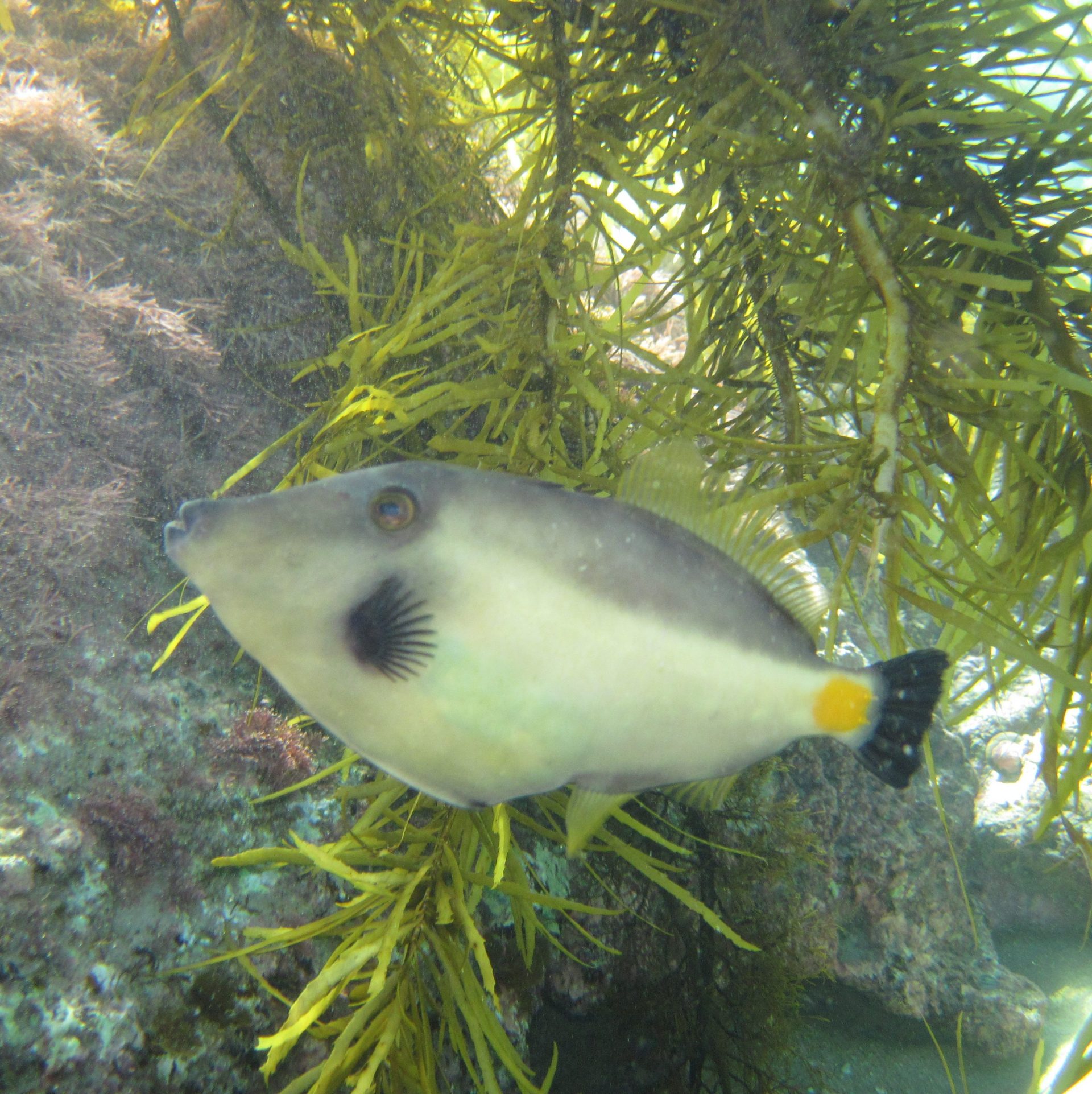 Fish – Yellow-striped Leatherjacket – Barwon Bluff