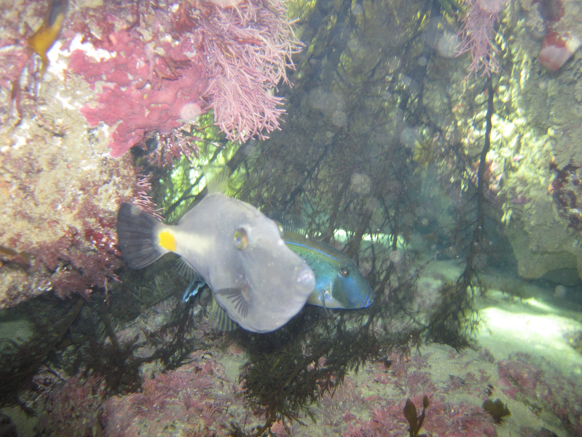 Fish – Yellow-striped Leatherjacket – Barwon Bluff