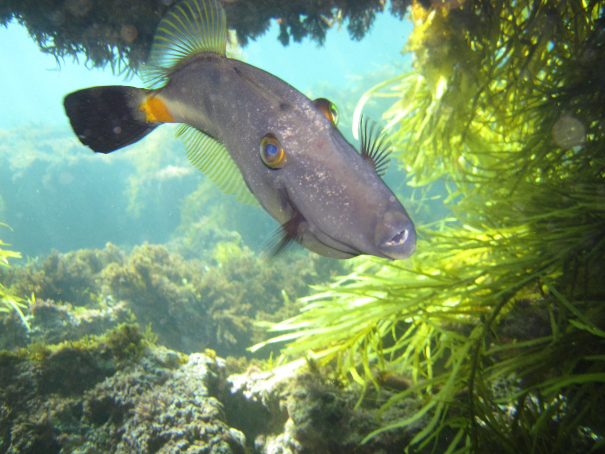 Fish – Yellow-striped Leatherjacket – Barwon Bluff