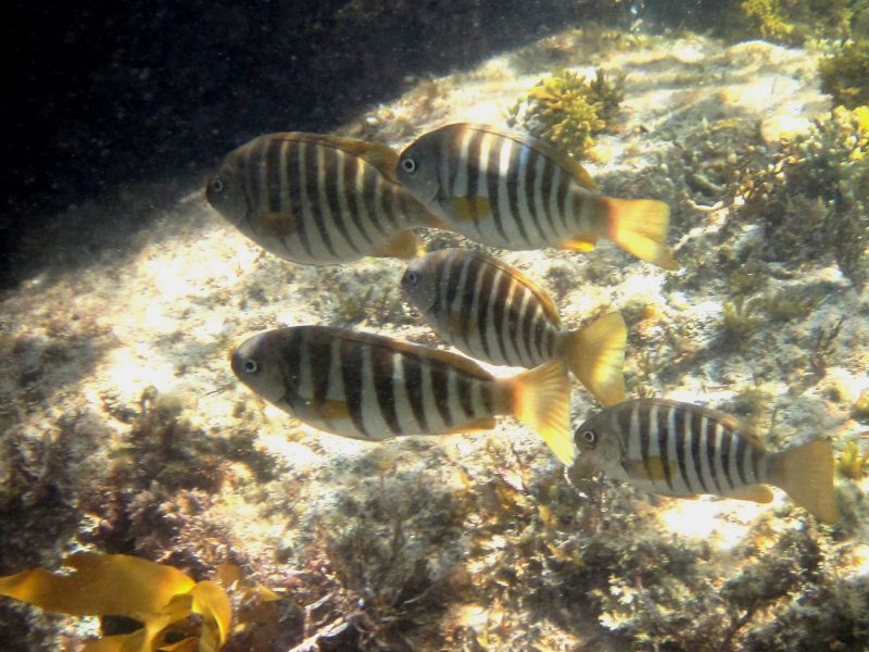 Fish – Zebra Fish – Barwon Bluff