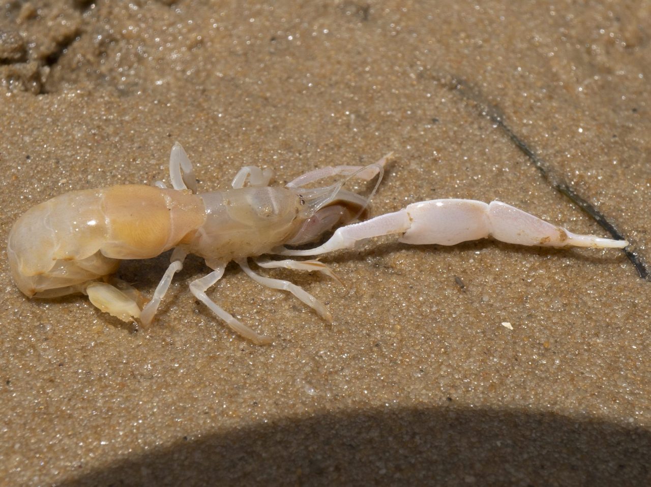 Arthropods – Bass Yabby – Barwon Bluff