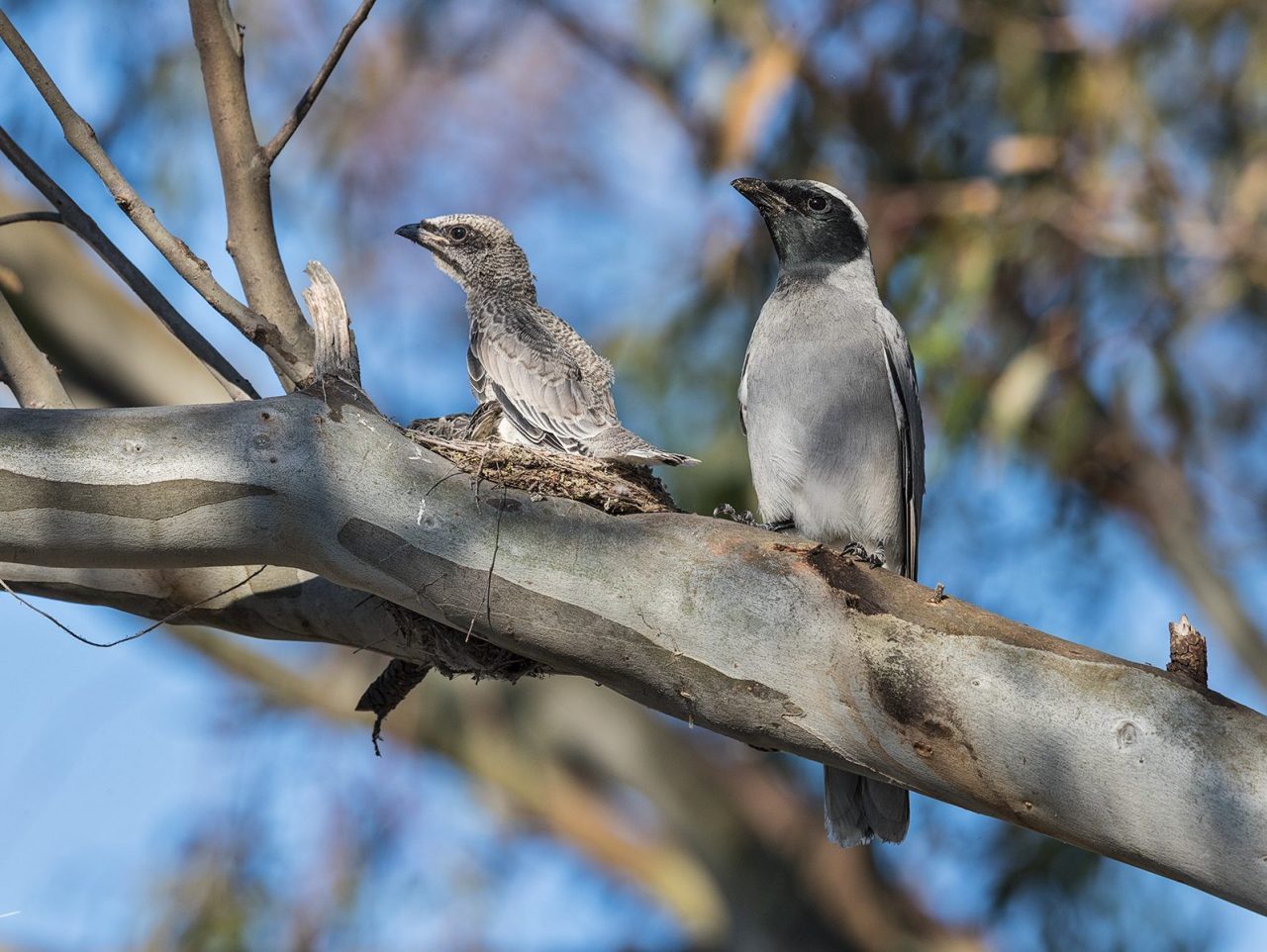 Bird – Black-faced Cuckoo-shrike – Barwon Bluff