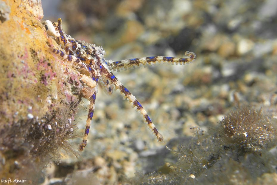 Molluscs – Blue-ringed Octopus – Barwon Bluff