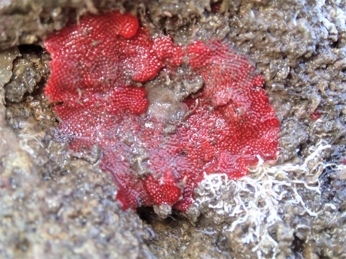 Bryozoans – Red Bryozoan – Barwon Bluff