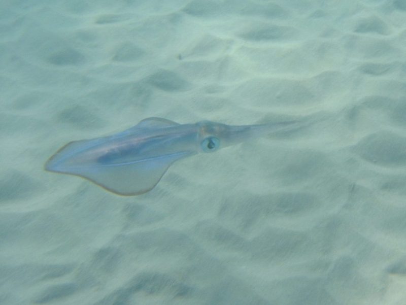 Molluscs – Southern Calamari Squid – Barwon Bluff