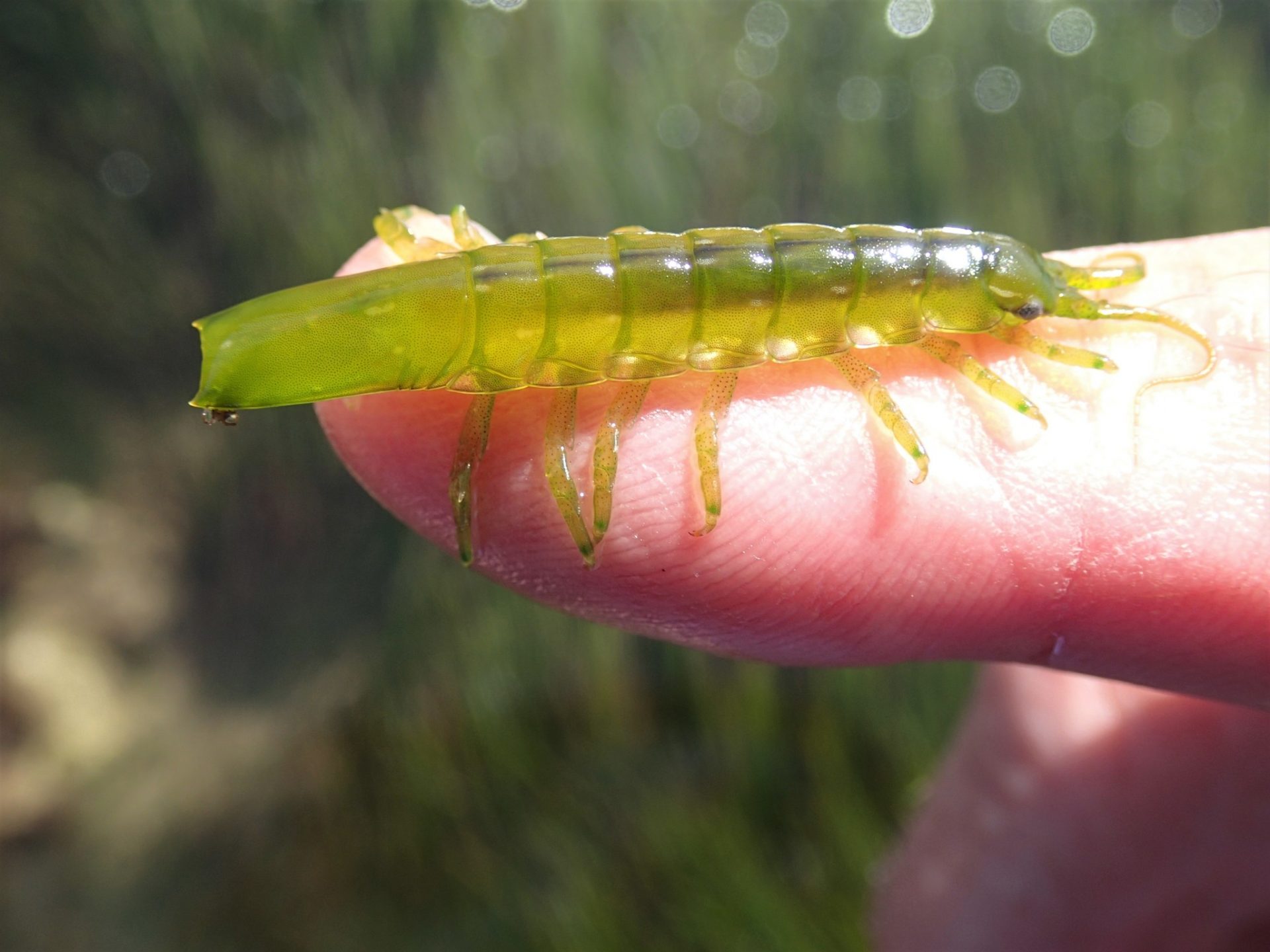 Arthropods – Sea Centipede – Barwon Bluff