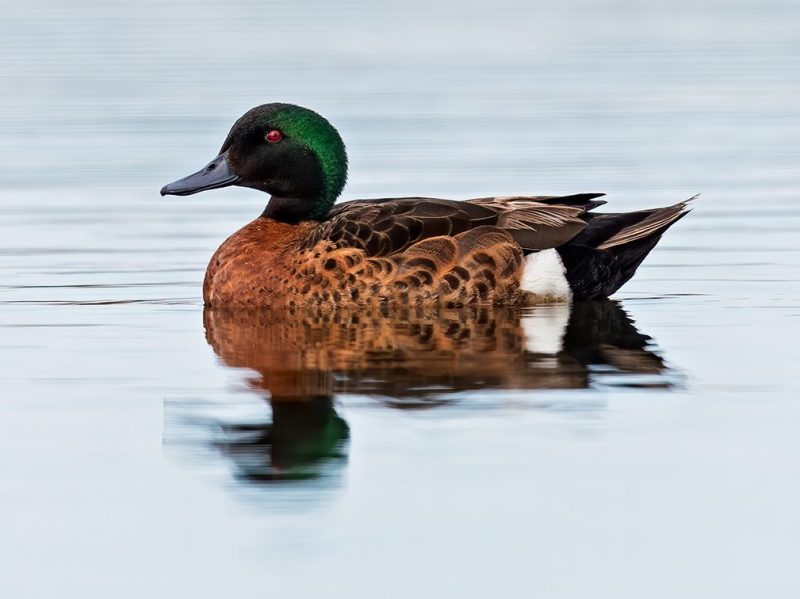 Bird – Chestnut Teal – Barwon Bluff