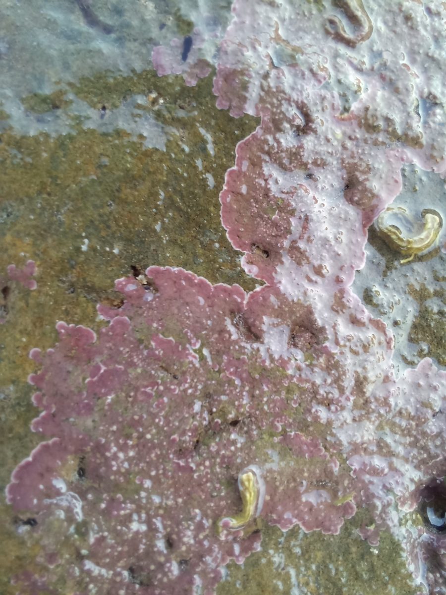 Algae – Encrusting Coralline Algae – Barwon Bluff