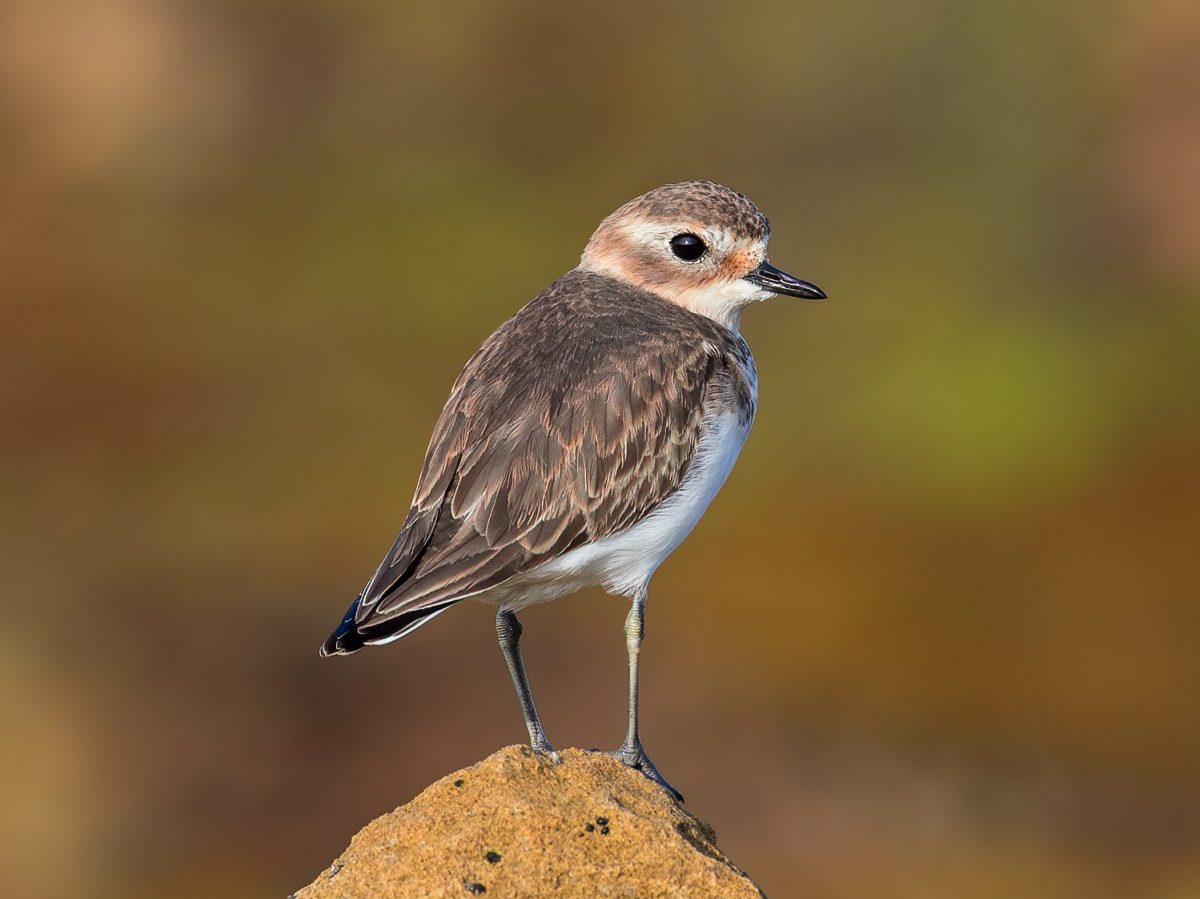 Bird – Double-banded Plover – Barwon Bluff