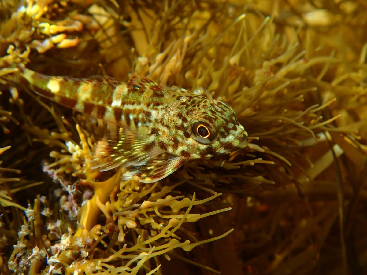 Fish – Dragonet – Barwon Bluff