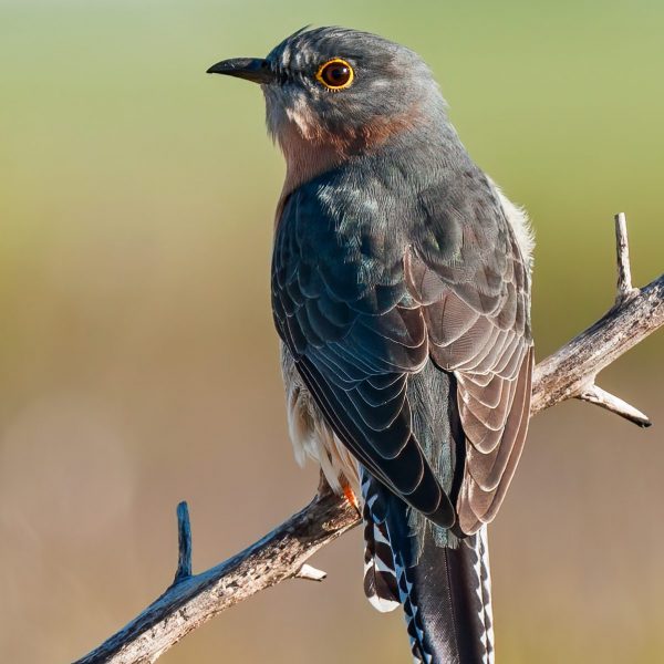 Bird – Fan-tailed Cuckoo – Barwon Bluff