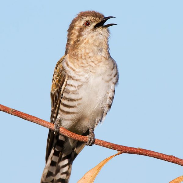 Bird – Horsfield’s Bronze-Cuckoo – Barwon Bluff
