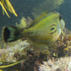 Fish, Sharks & Rays – Barwon Bluff