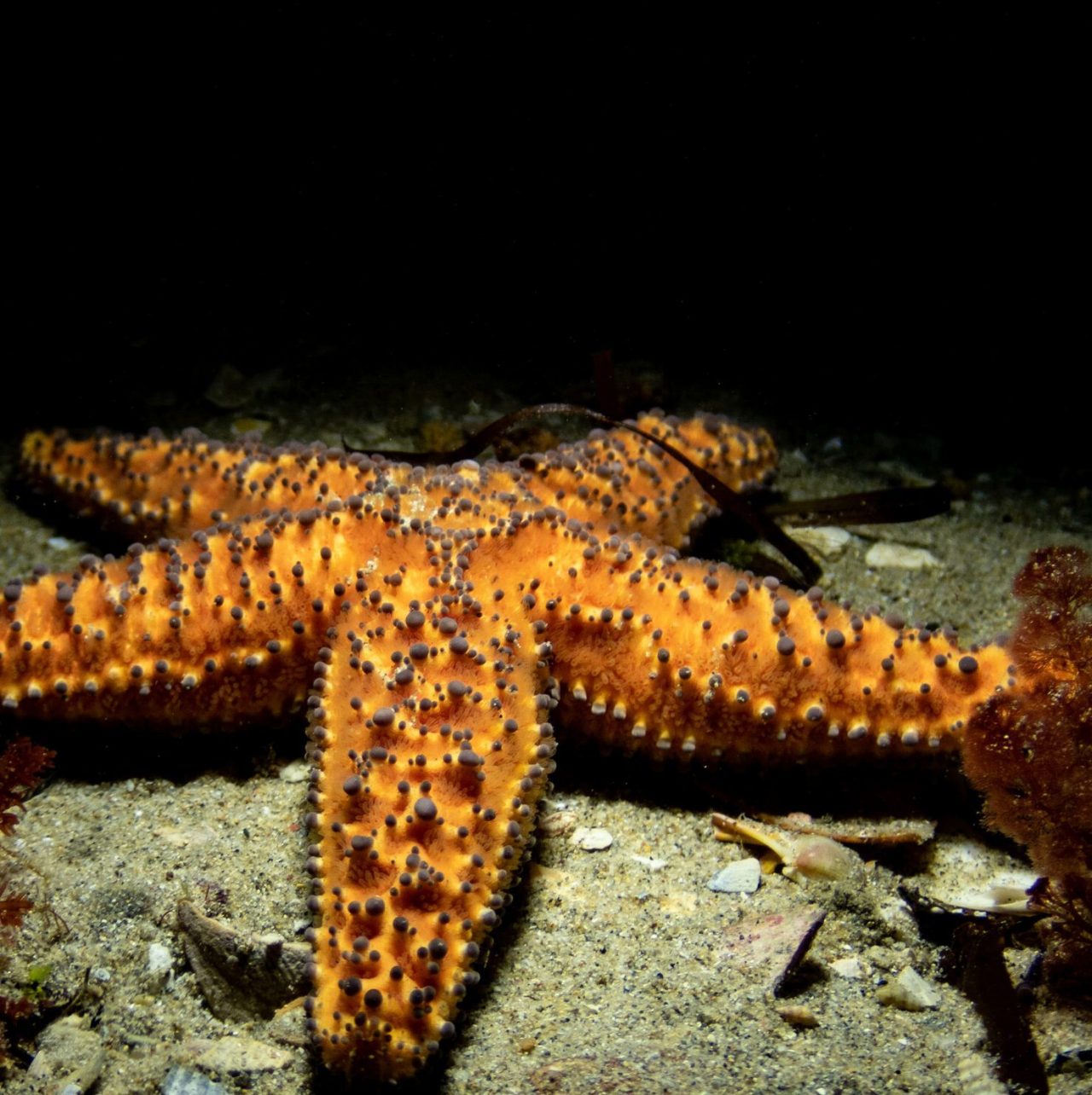 Echinoderms – Barwon Bluff