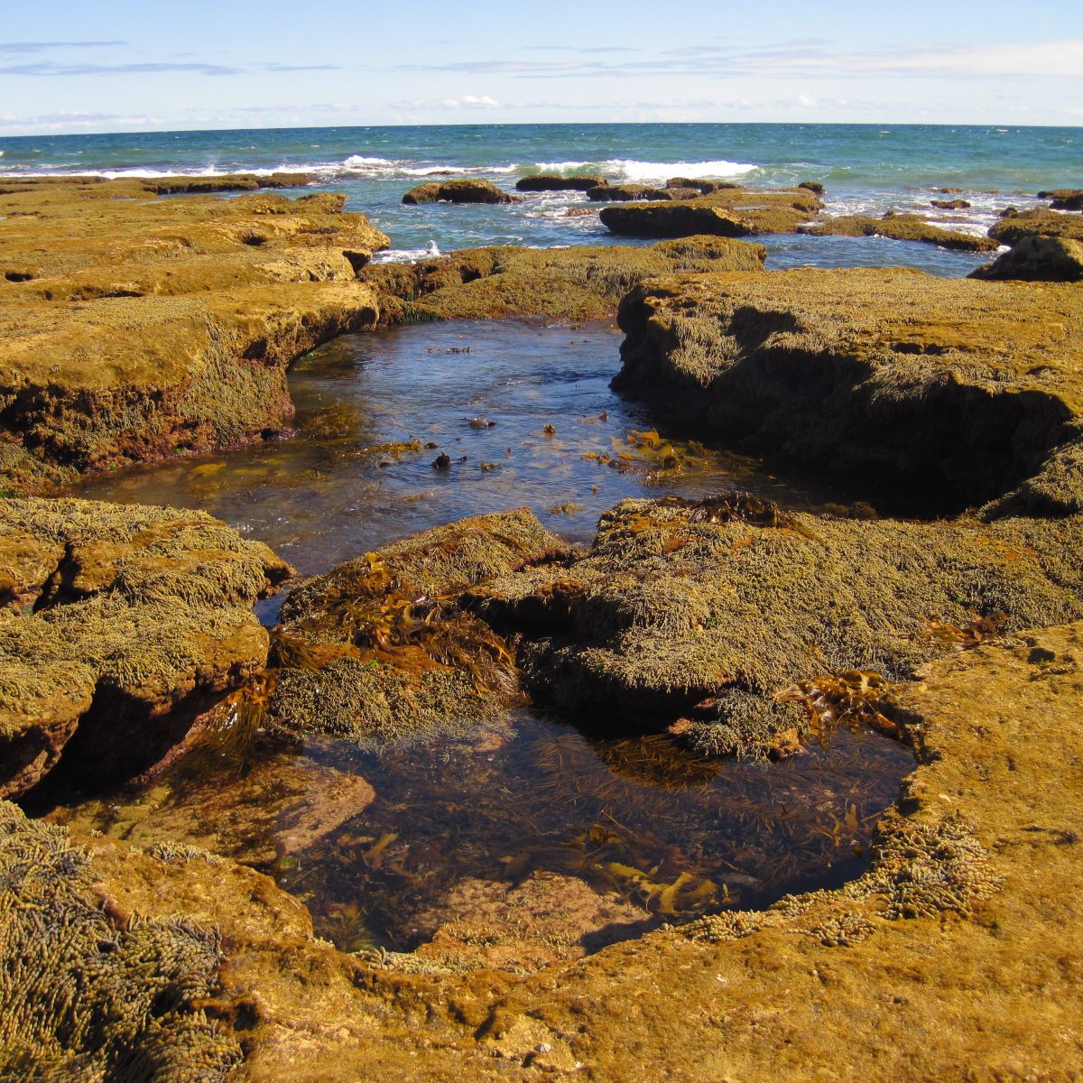 Marine Habitats – Barwon Bluff