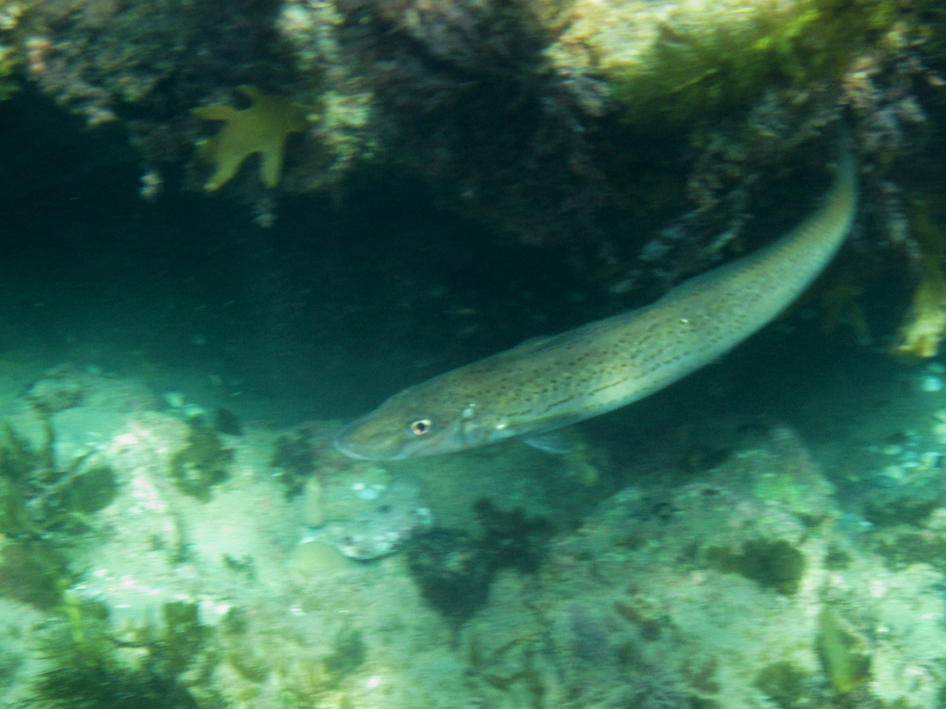 Fish – King George Whiting – Barwon Bluff