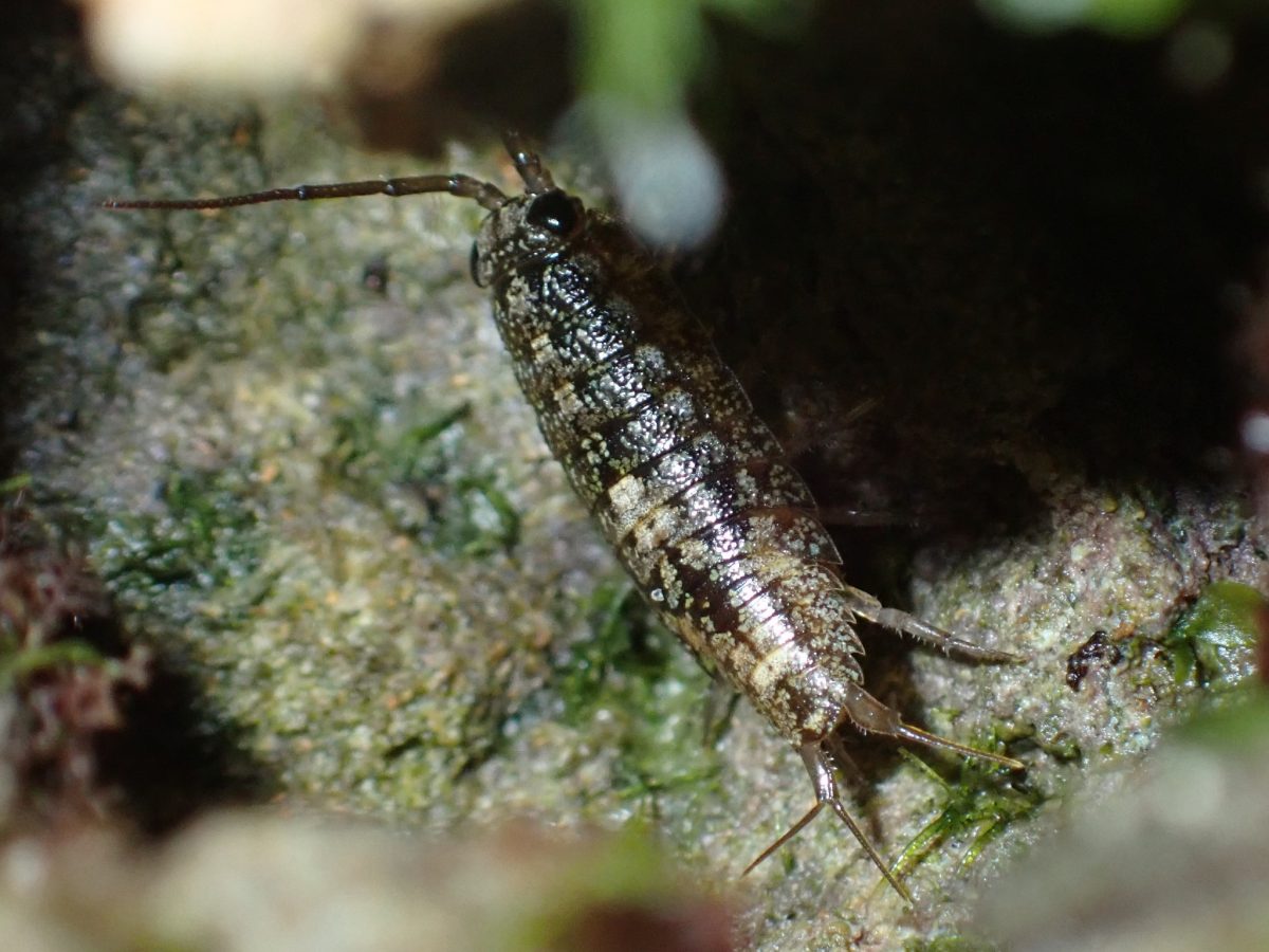 Arthropods – Isopods – Barwon Bluff