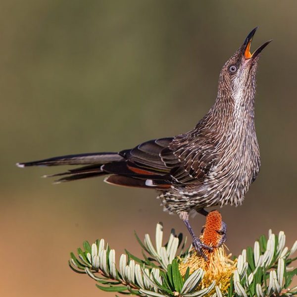 Bird – Little Wattlebird – Barwon Bluff