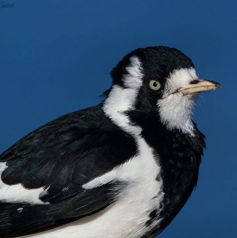 Bird – Magpie-lark – Barwon Bluff