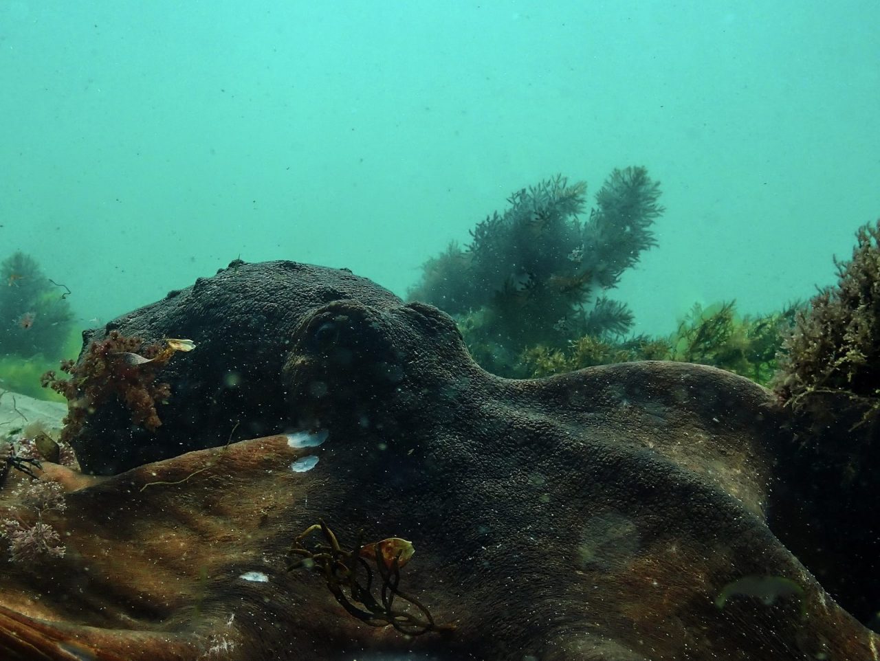 Molluscs – Maori Octopus – Barwon Bluff