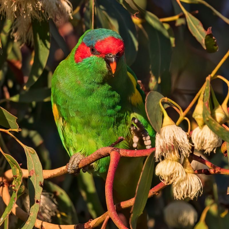 Bird – Musk Lorikeet – Barwon Bluff