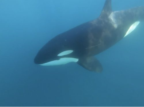 Mammals – Killer Whale / Orca – Barwon Bluff
