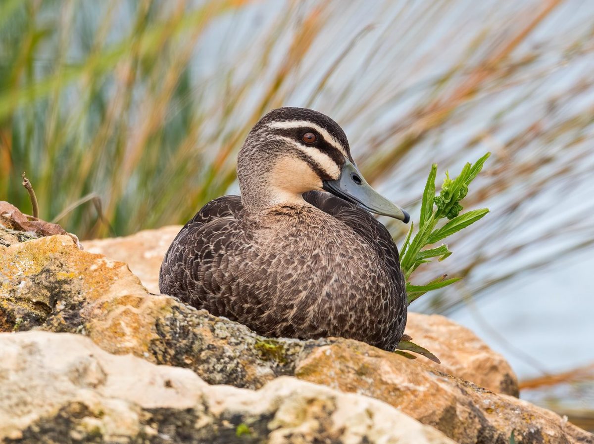 Bird – Pacific Black Duck – Barwon Bluff