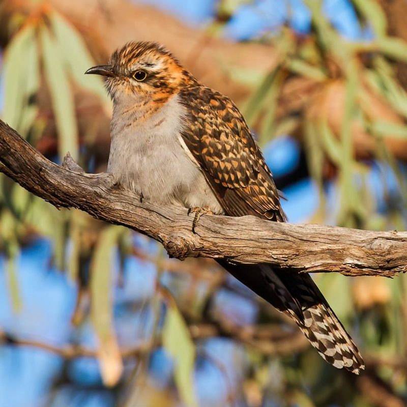 Bird – Pallid Cuckoo – Barwon Bluff
