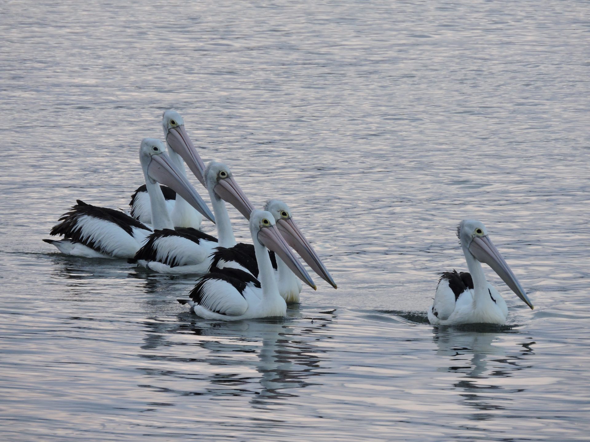 Bird – Australian Pelican – Barwon Bluff