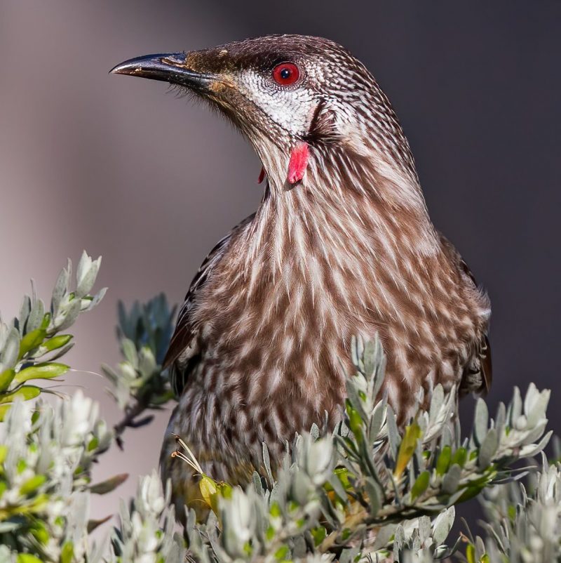 Bird – Red Wattlebird – Barwon Bluff