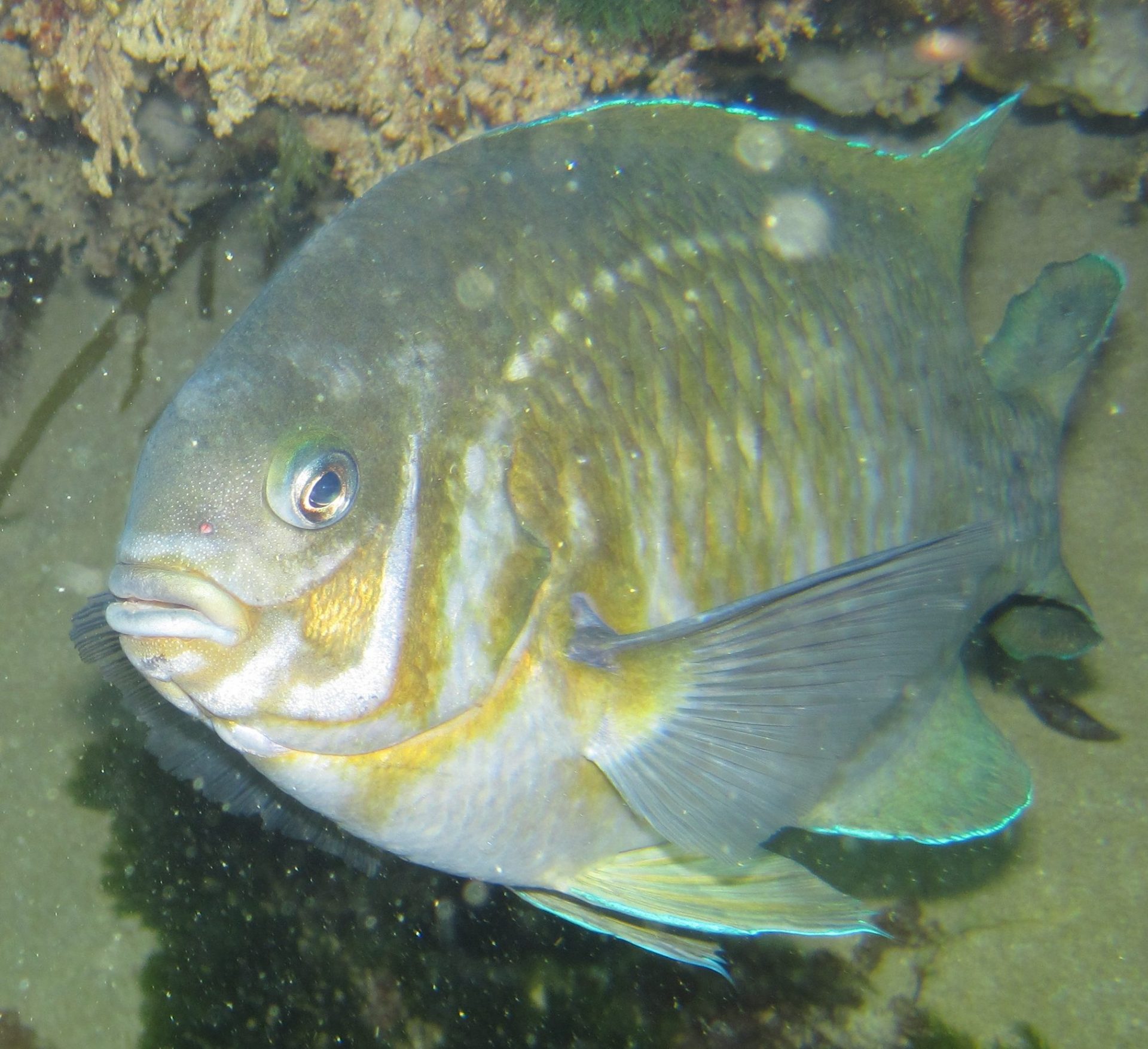 Fish – Victorian Scalyfin – Barwon Bluff