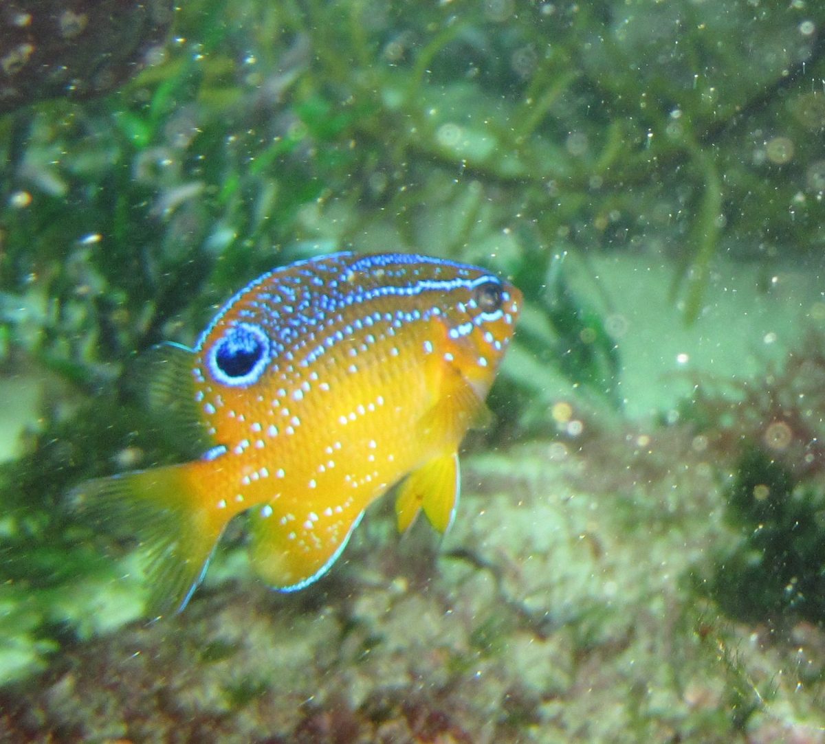 Fish – Victorian Scalyfin – Barwon Bluff