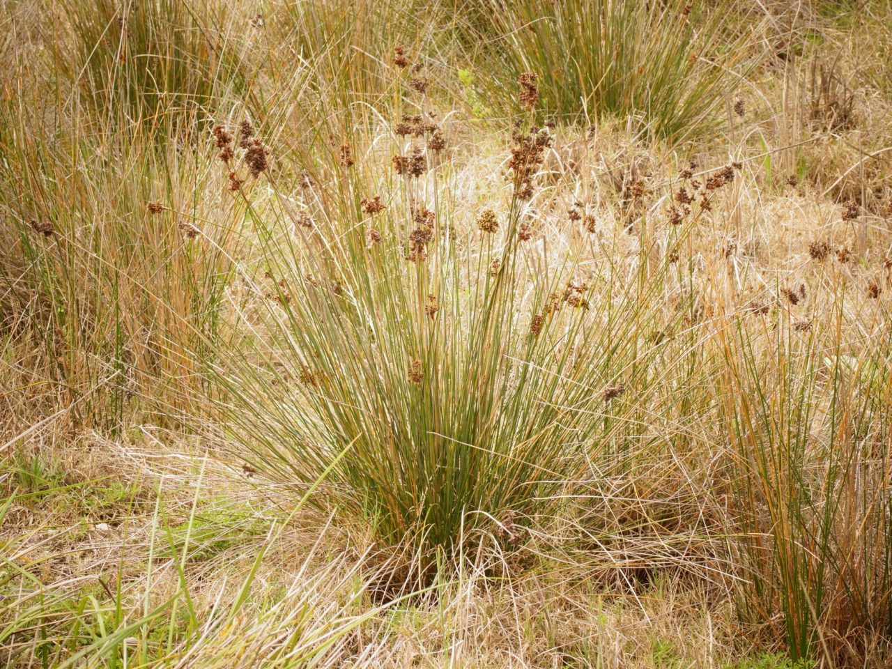 Plant – Sea Rush – Barwon Bluff