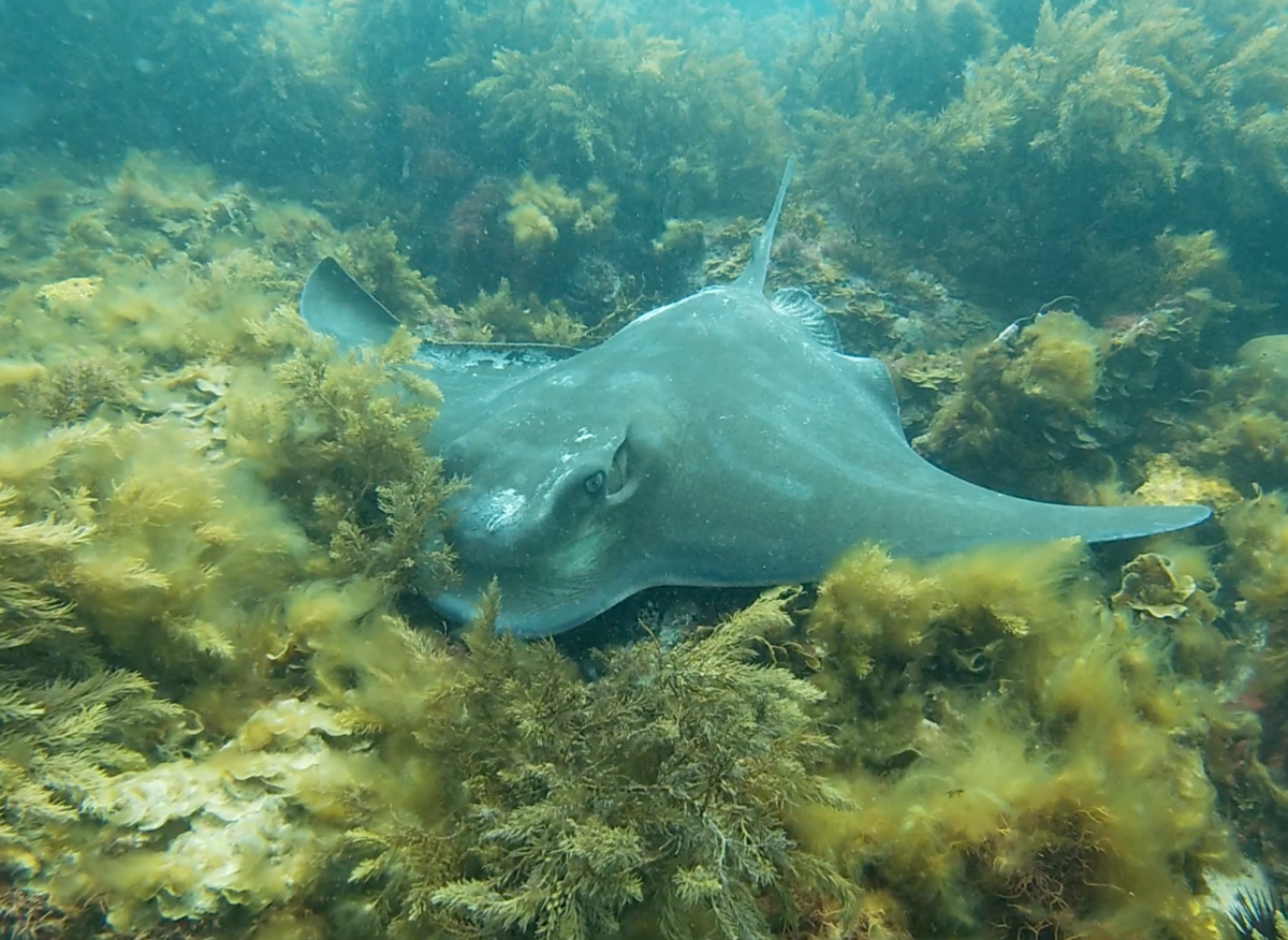 Fish – Southern Eagle Ray – Barwon Bluff