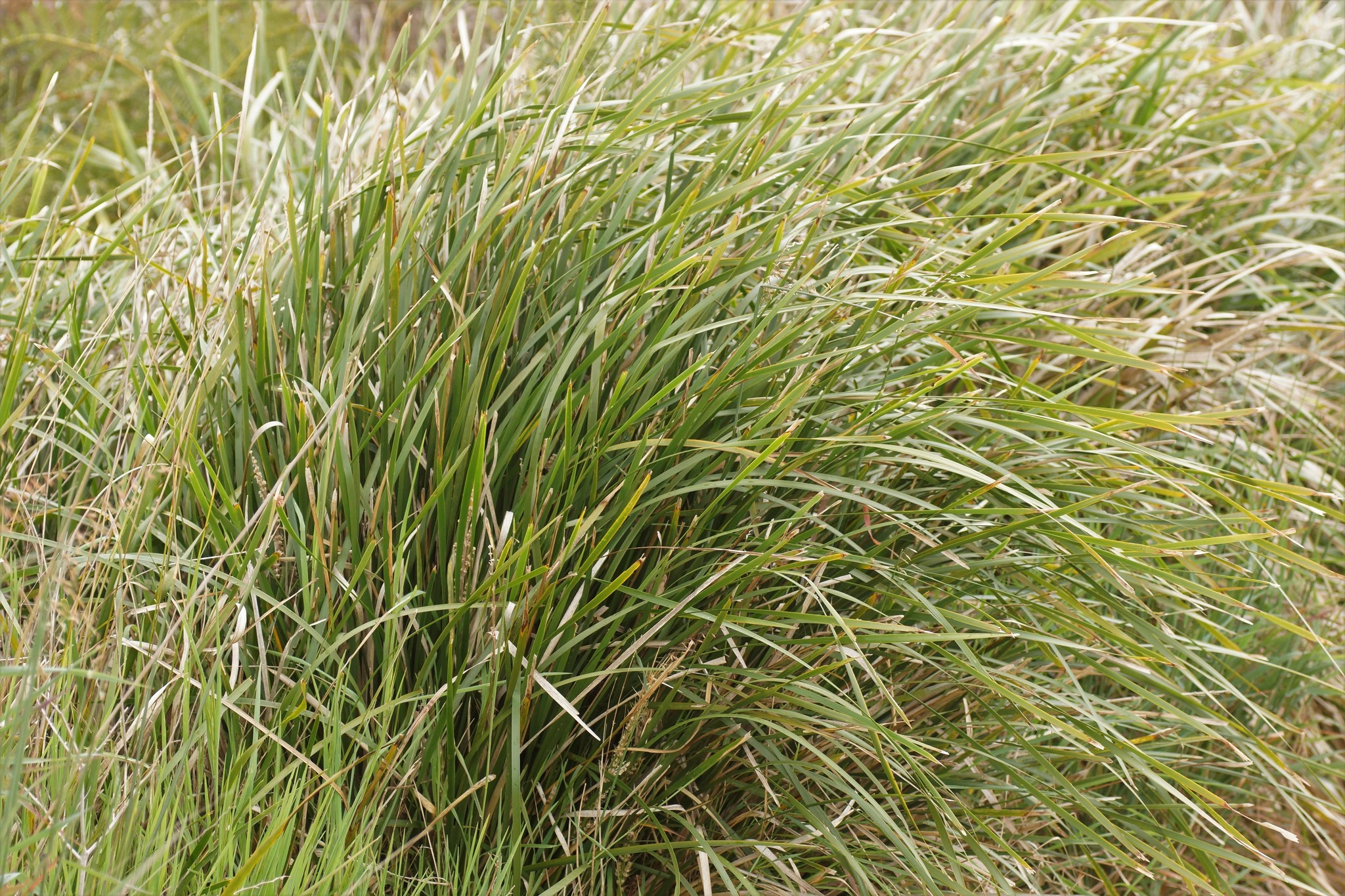 Plant – Spiny-headed Mat Rush – Barwon Bluff