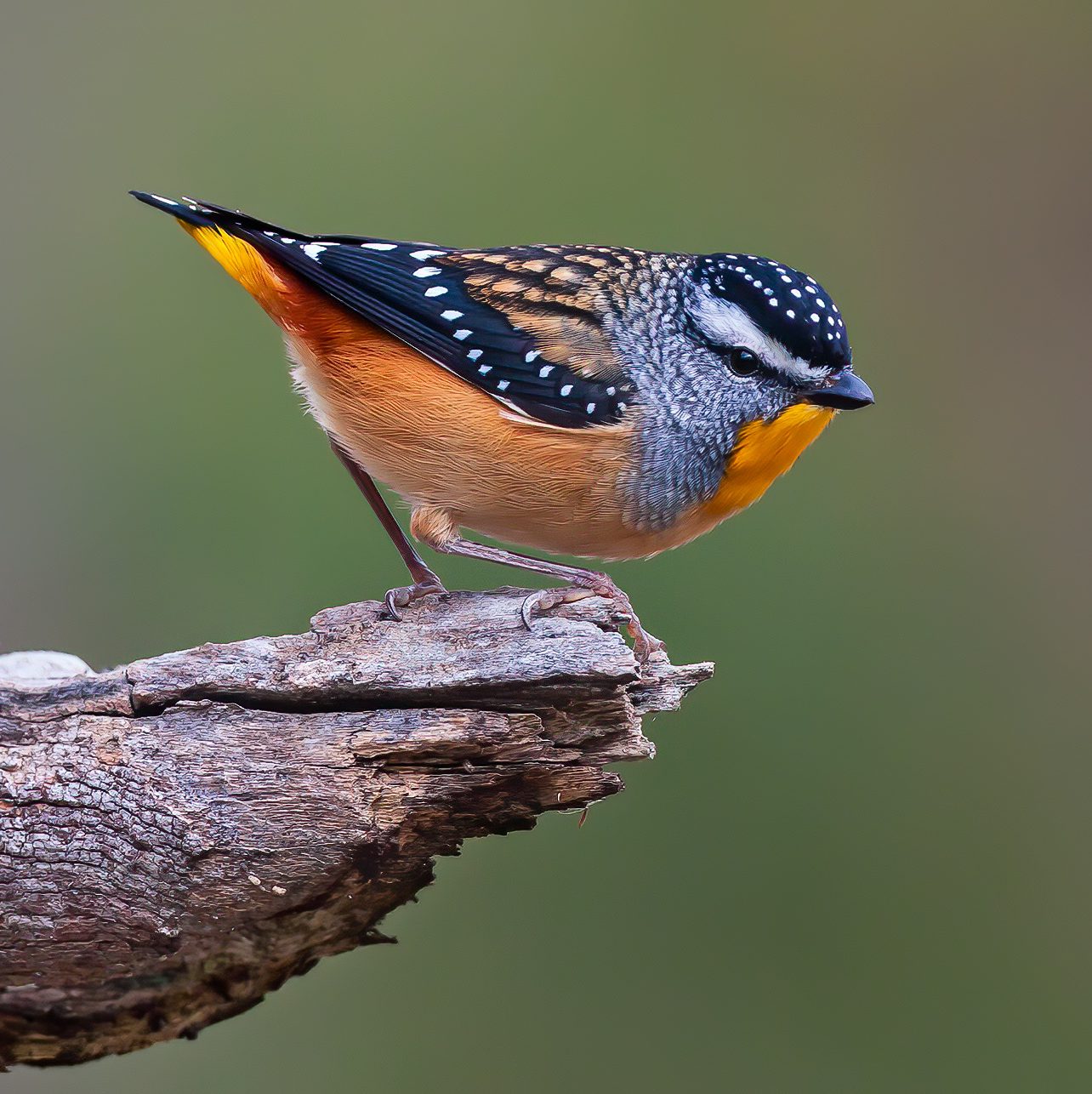 Bird – Spotted Pardalote – Barwon Bluff