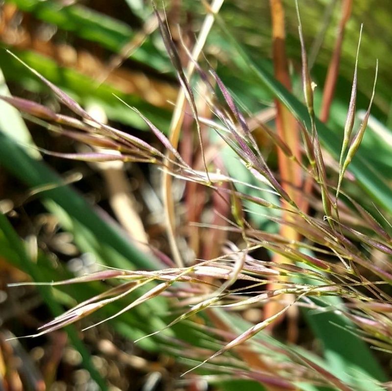 Plants – Barwon Bluff