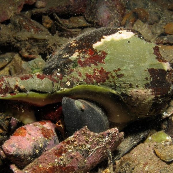 Molluscs – Tulip Shell – Barwon Bluff