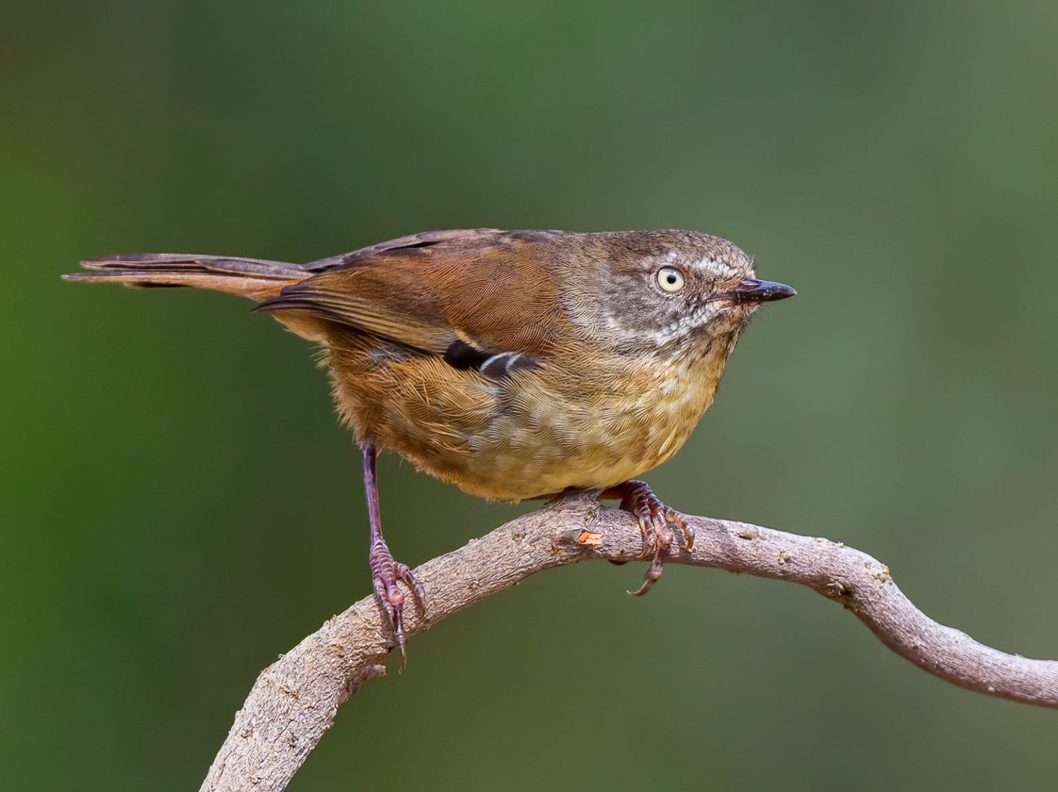 Bird – White-browed Scrubwren – Barwon Bluff