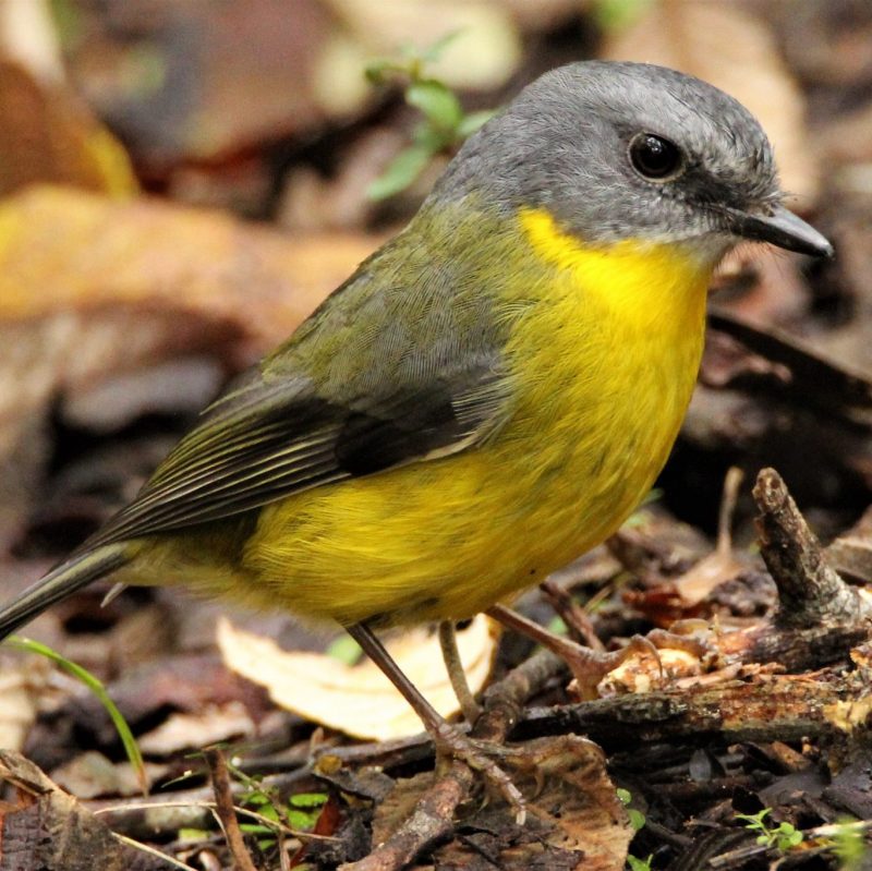 Bird – Eastern Yellow Robin – Barwon Bluff
