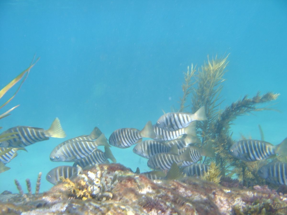 Fish – Zebra Fish – Barwon Bluff