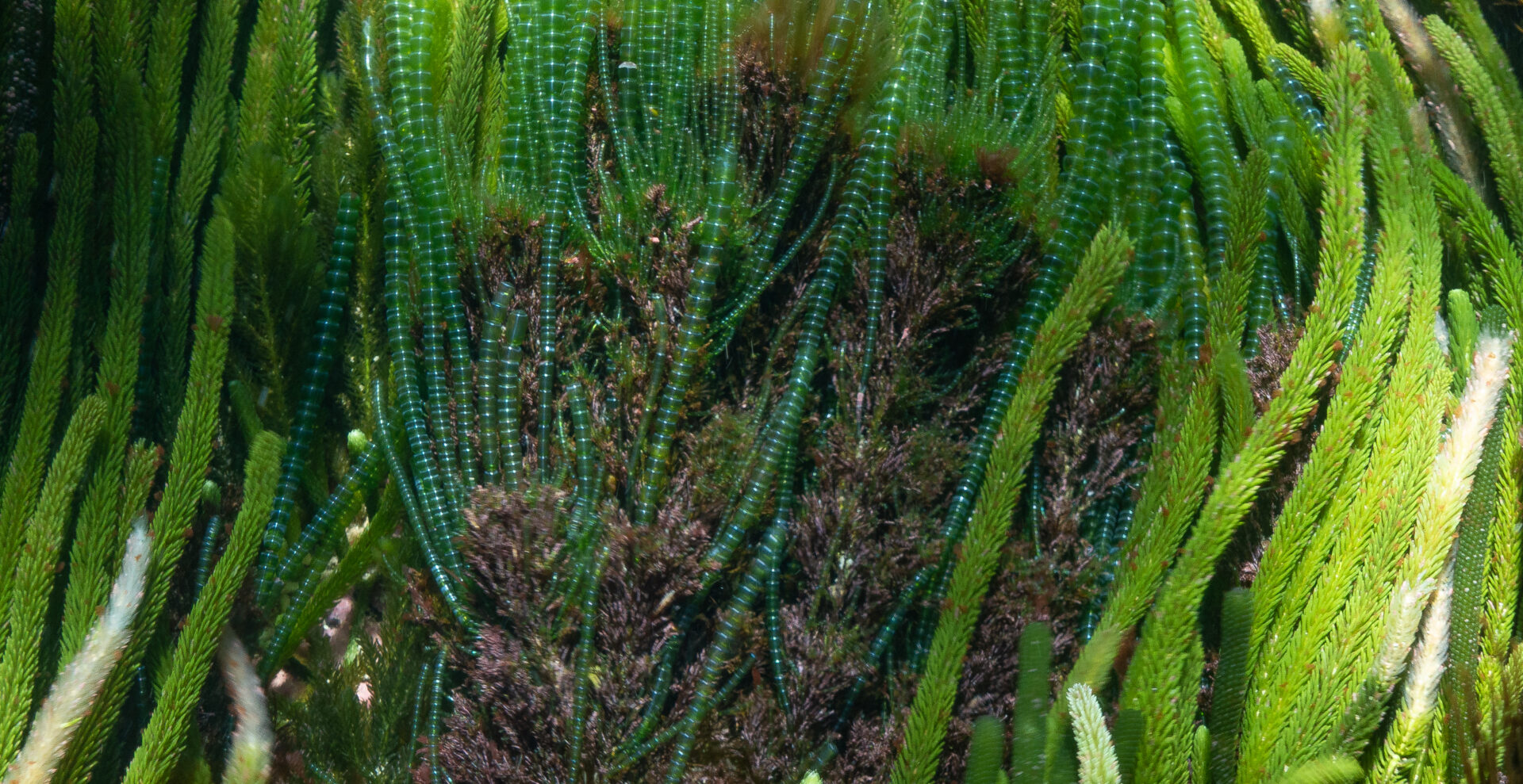 Algae – Darwin’s Bubbles – Barwon Bluff